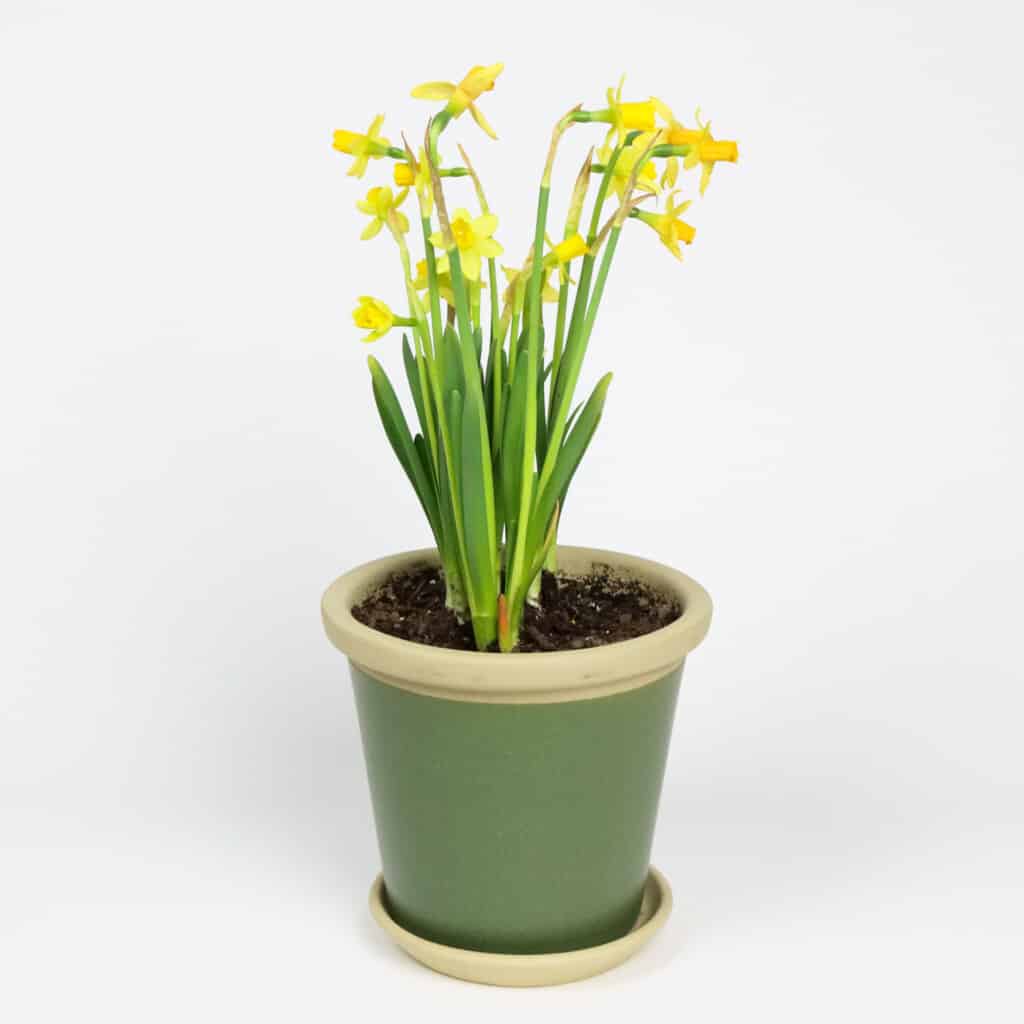 Flower Pots | Emerson Creek Pottery